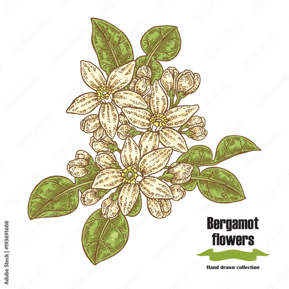 Bergamot Plant Illustration