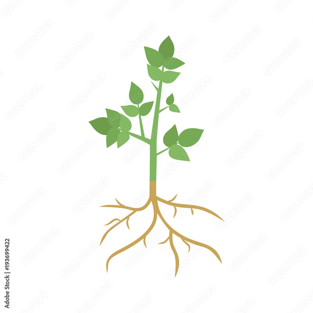 Green Plant Sprout with Roots Stock Vector | Adobe Stock