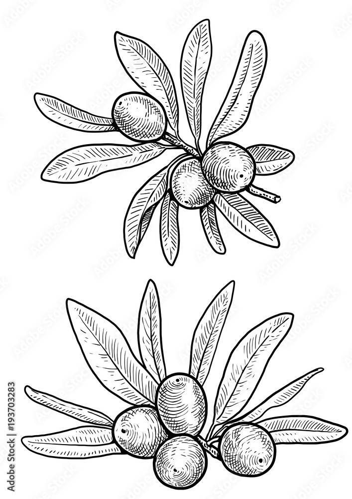 Olive with leaves illustration, drawing, engraving, ink, line art ...