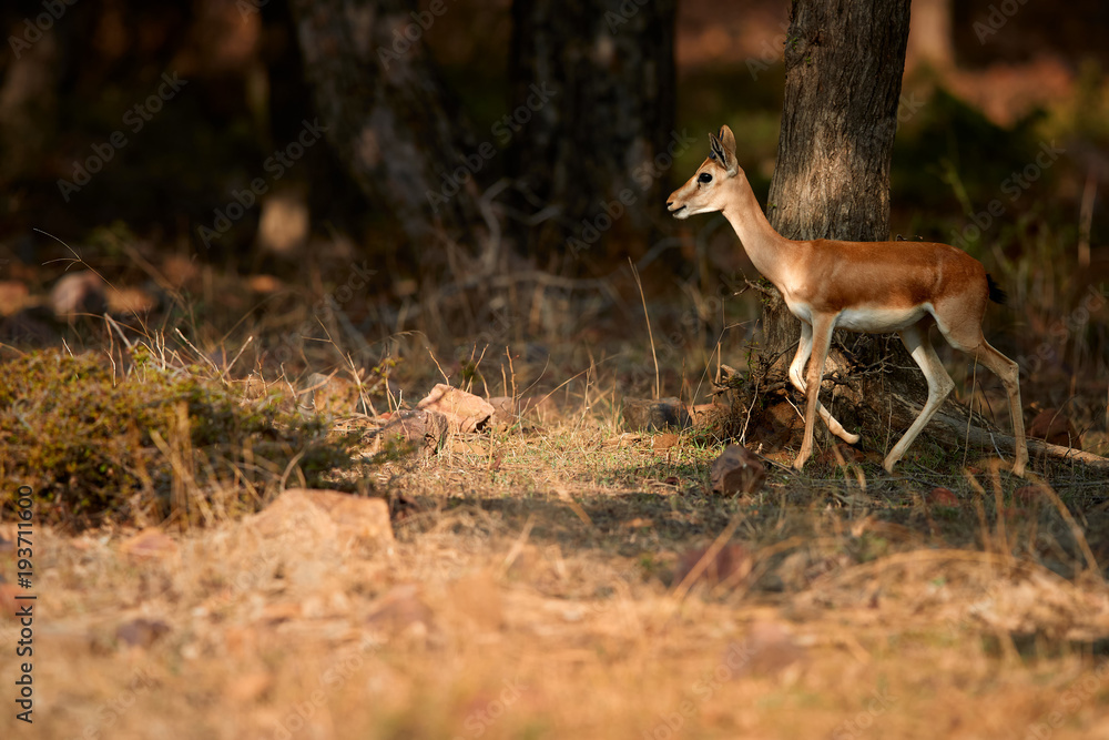 Chinkara, Gazella bennettii, also known as the Indian gazelle, native ...