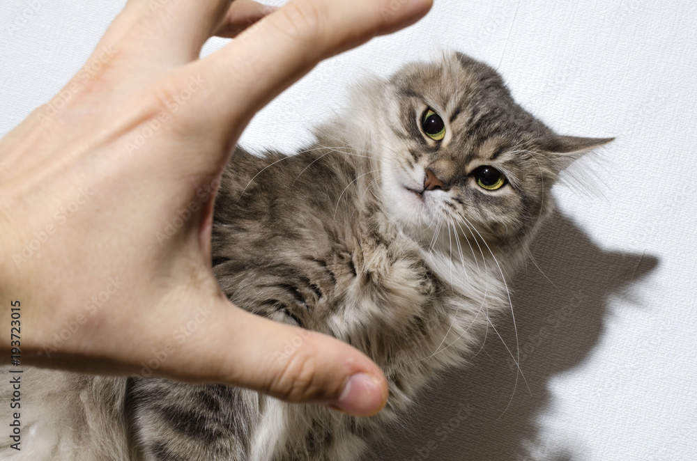 hand attacks the cat. animal violence concept Stock Photo | Adobe Stock