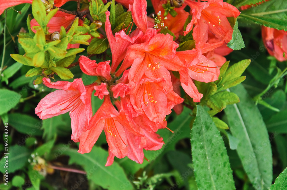 The Japanese red deciduous rhododendron (Rhododendron molle japonicum ...