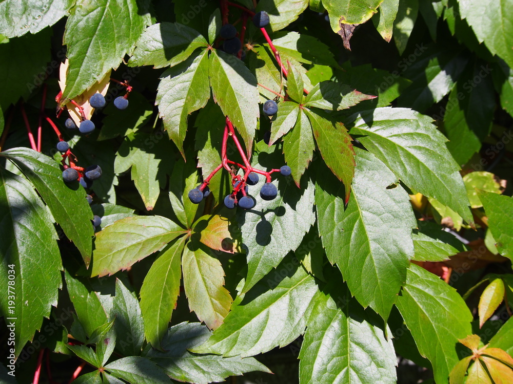 Parthenocissus quinquefolia - Virginia creeper, Victoria creeper, five ...