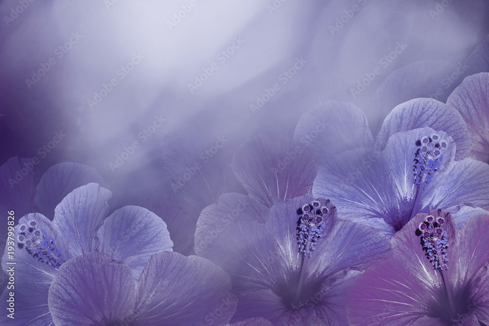 Floral violet-blue background from a Hibiscus. Flowers composition ...