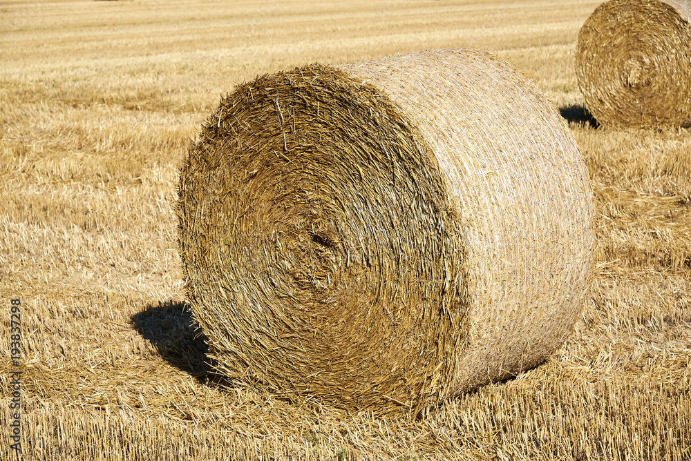Fresh hay Stock Photo | Adobe Stock