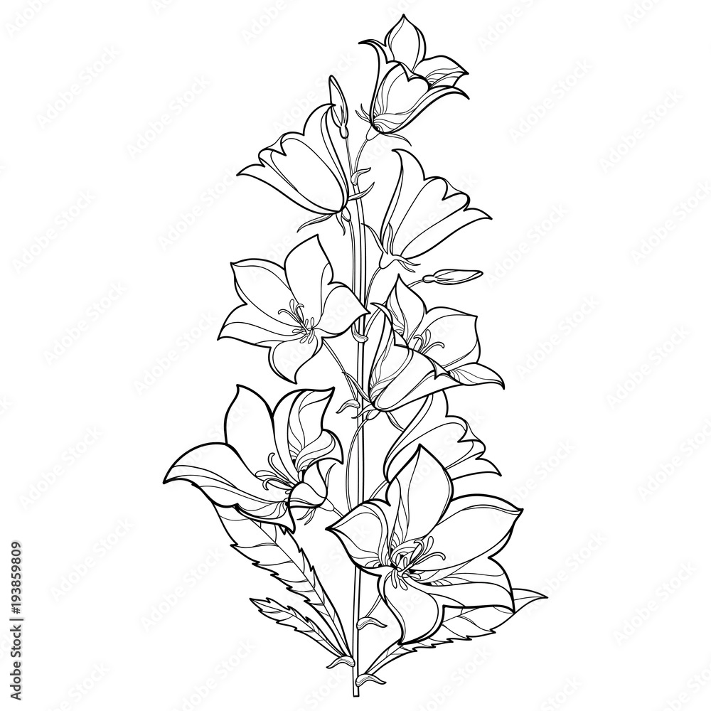 Vector bouquet with outline Campanula or Bellflower or Bluebell flower ...