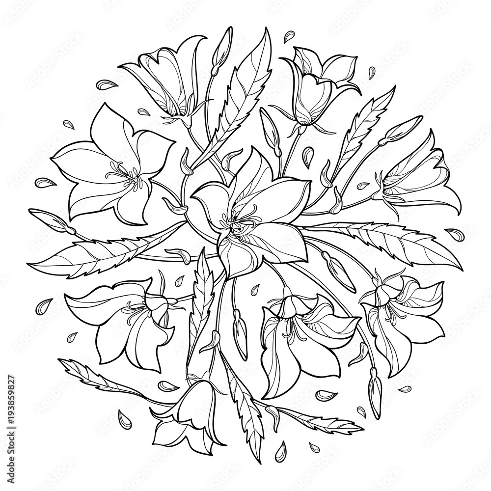 Vector round bouquet with outline Campanula or Bellflower or Bluebell ...
