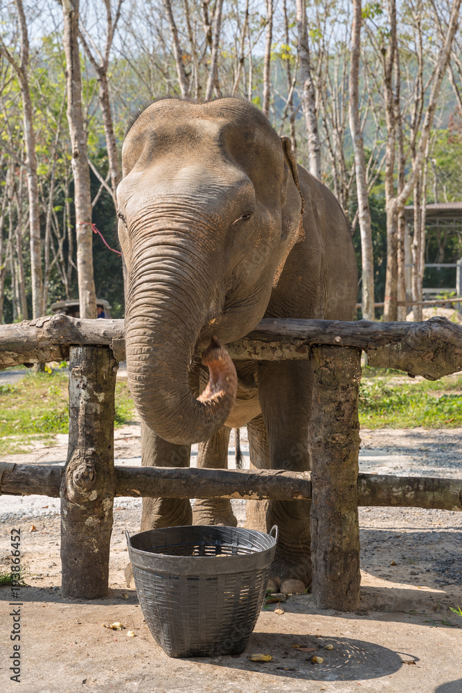 Elephant enjoying their retirement in a rescue sanctuary Stock Photo ...