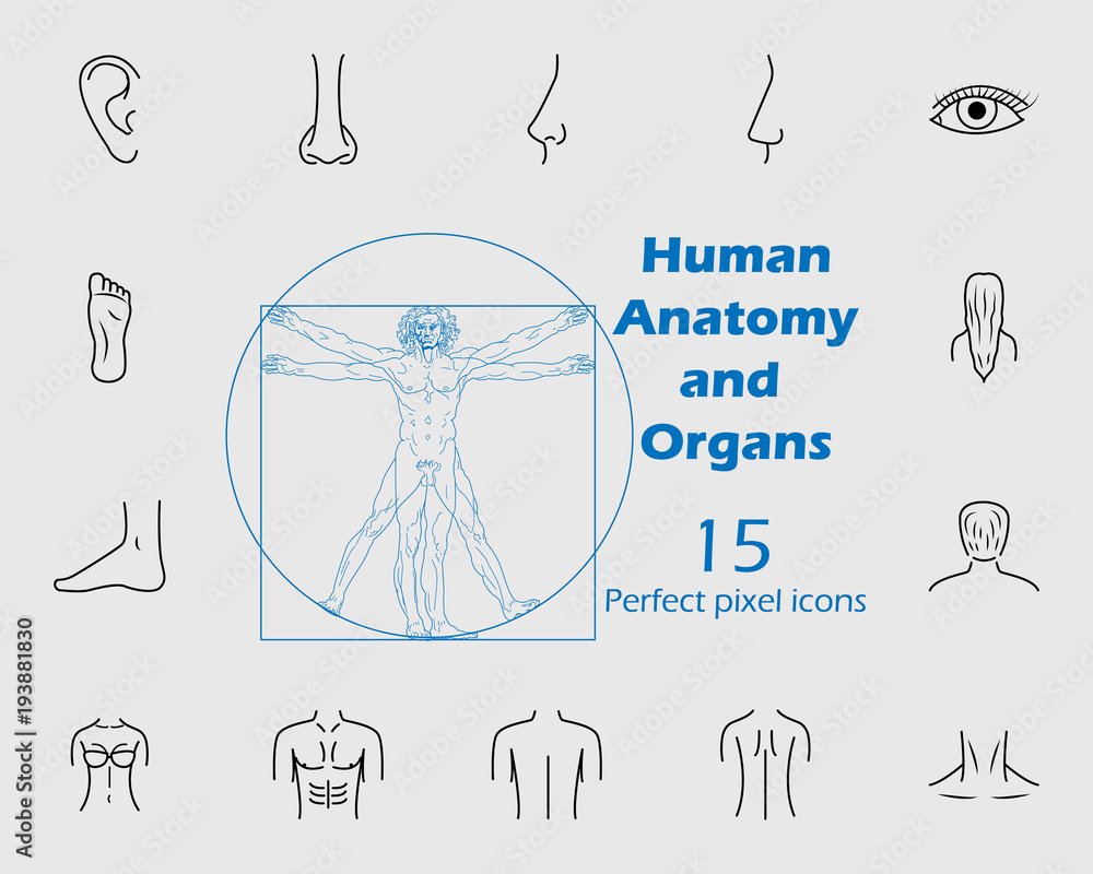 Human anatomy icon set. Premium quality graphic design. Signs, outline ...