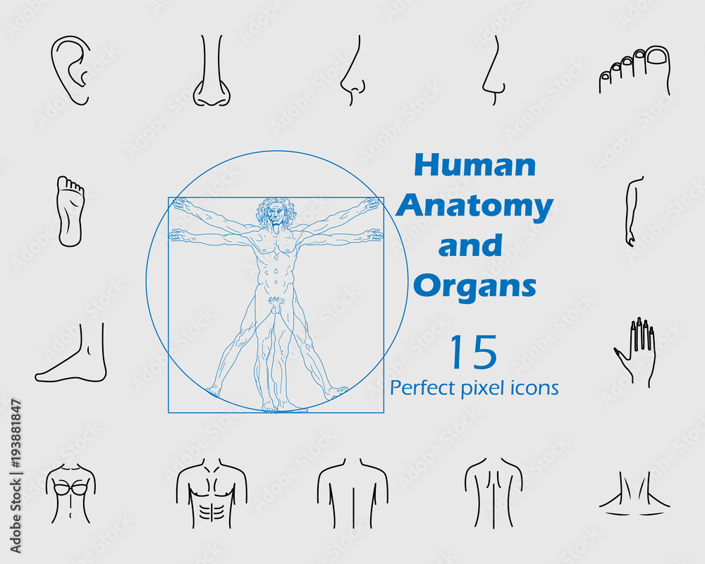Human anatomy icon set. Premium quality graphic design. Signs, outline ...