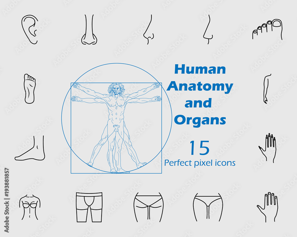 Human anatomy icon set. Premium quality graphic design. Signs, outline ...