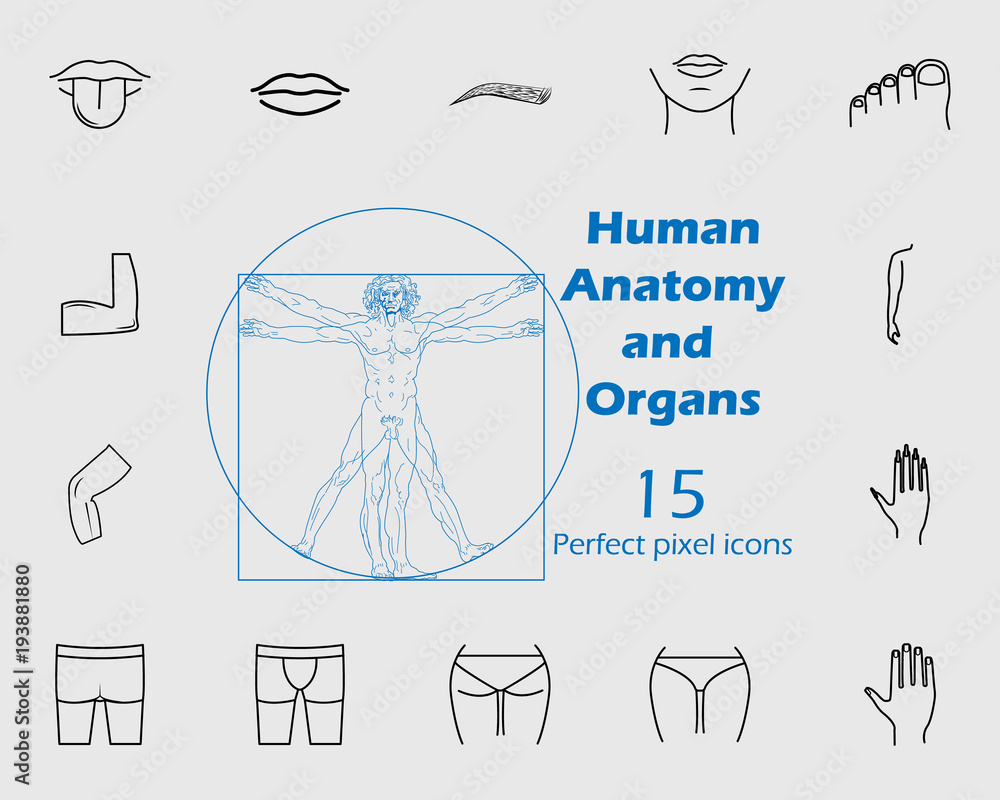 Human anatomy icon set. Premium quality graphic design. Signs, outline ...