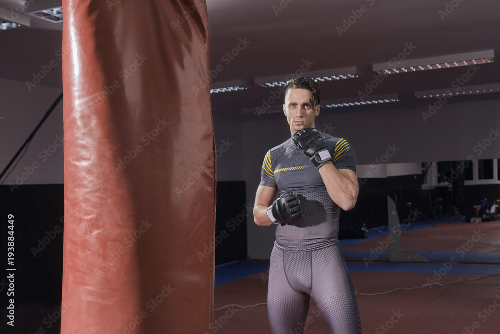 one young boxer standing posing, looking at camera. upper body shot ...