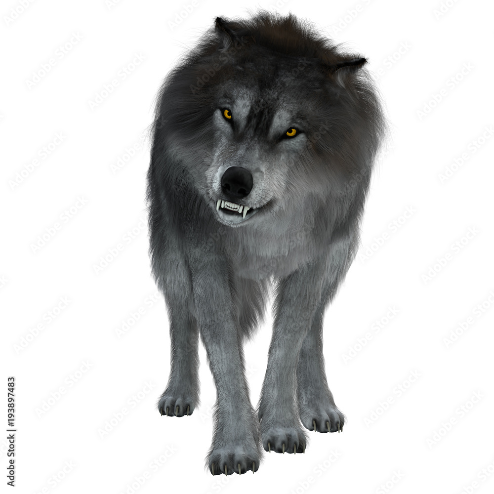Dire Wolf on White - The Dire Wolf was a prehistoric carnivore that ...