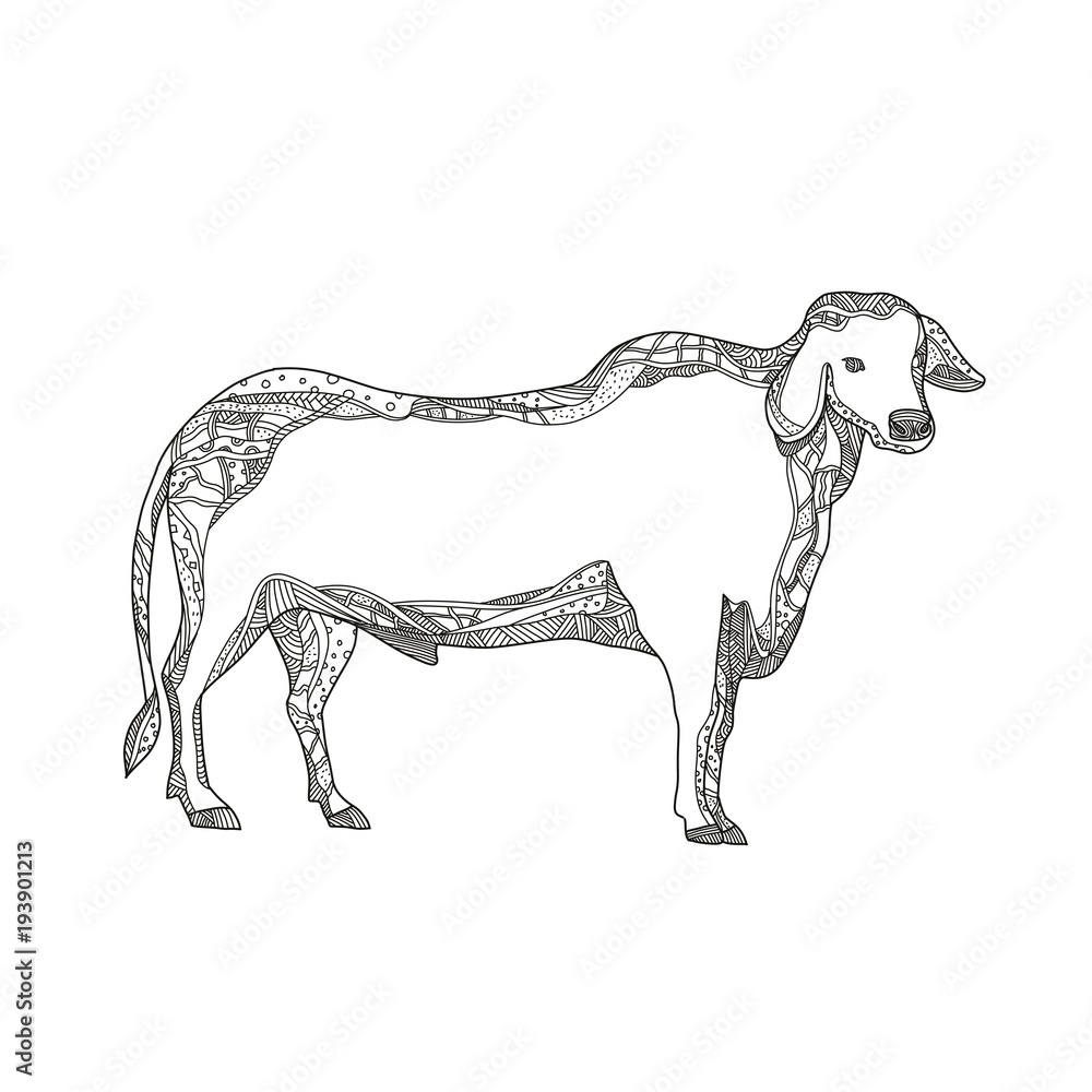 Doodle art illustration of a Brahman or Brahma bull, a breed of Zebu ...