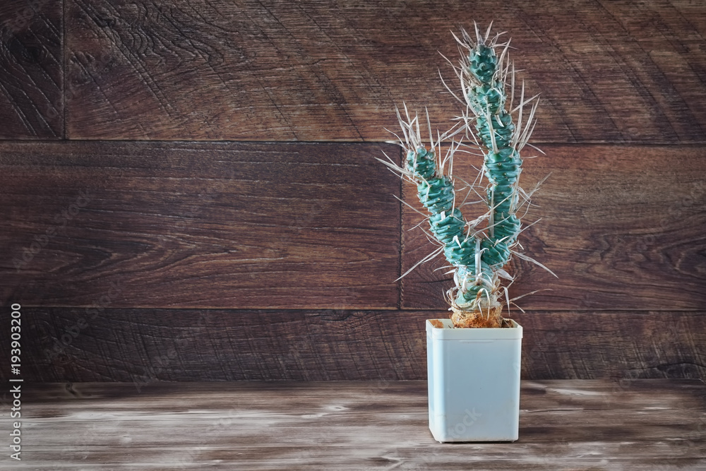 Tall cactus with paper-like spines. Unusual long cactus Tephrocactus ...