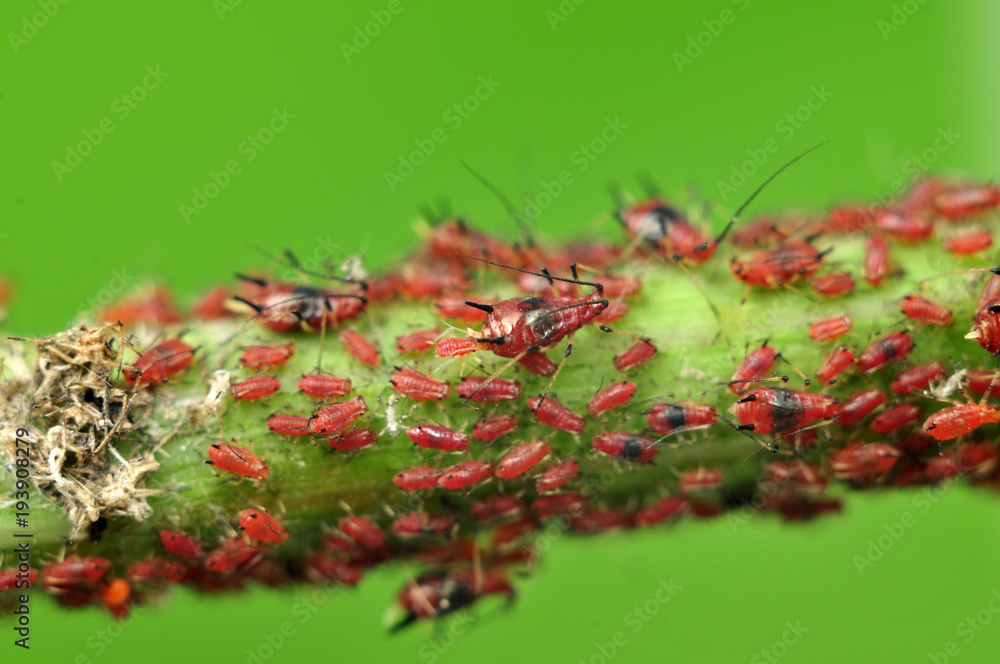 Red aphids fall in plant neck Stock-Foto | Adobe Stock