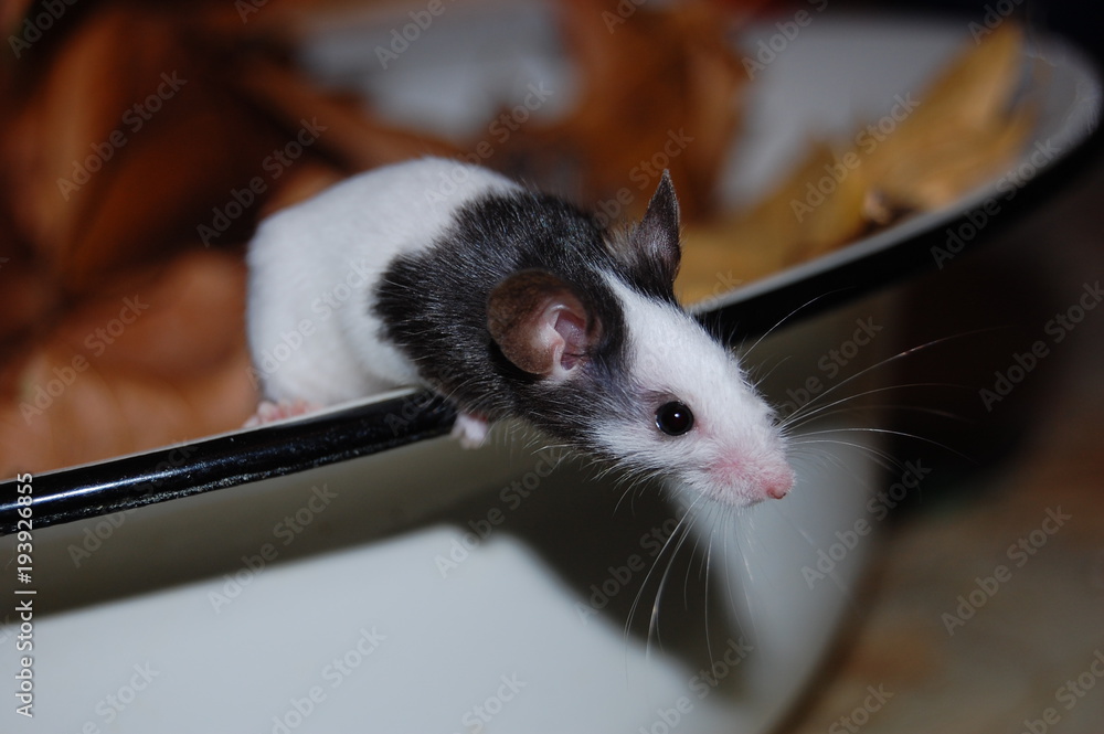 Black And White Fancy Mouse