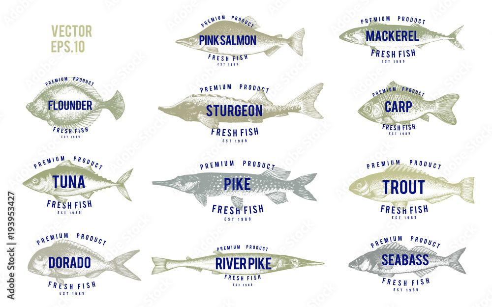 Hand drawn illustrations of fish with names in retro style over white ...