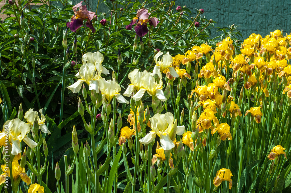 Iris is a genus of about 260-300, species of flowering plants with ...