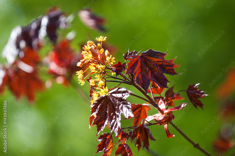 Acer rubrum red maple, also known as swamp, water or soft maple, is one ...