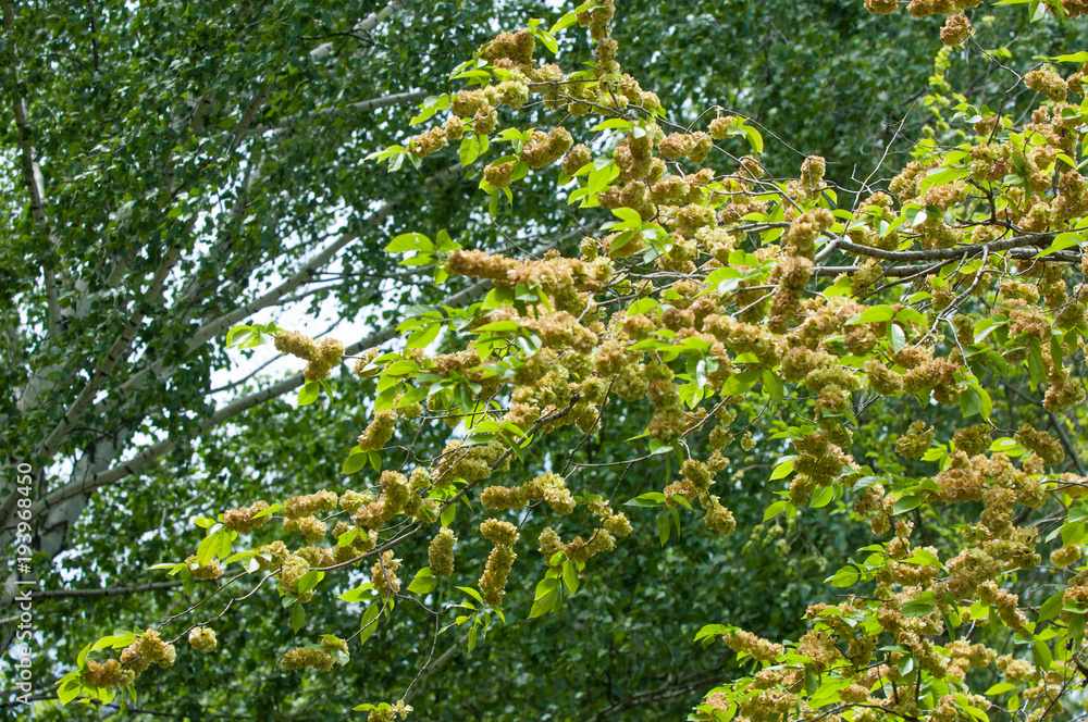 Flowers of Elms, Karagach. Elm Tree, fruits of the elm tree Stock Photo ...