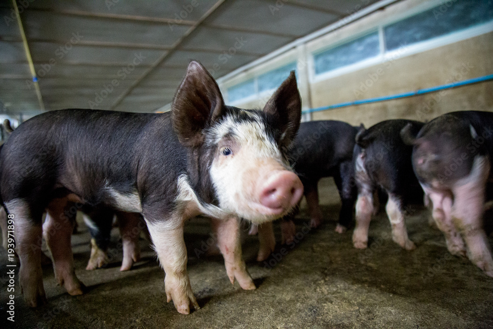 "Berkshire Pig or Kurobuta Pig - swine farming business. Pig farming is ...