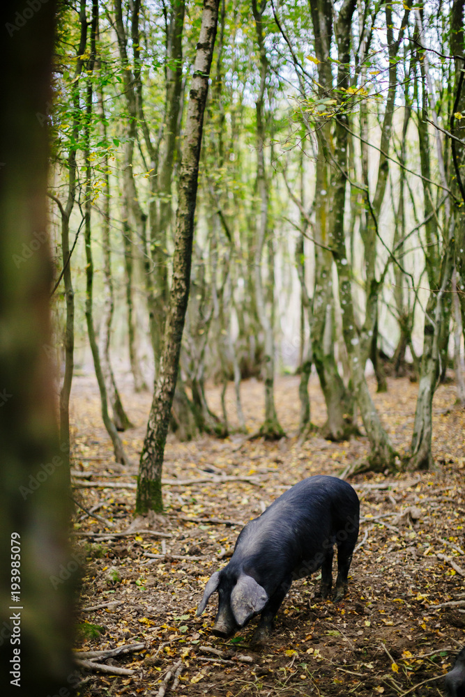 Pig hunting truffles Stock Photo | Adobe Stock