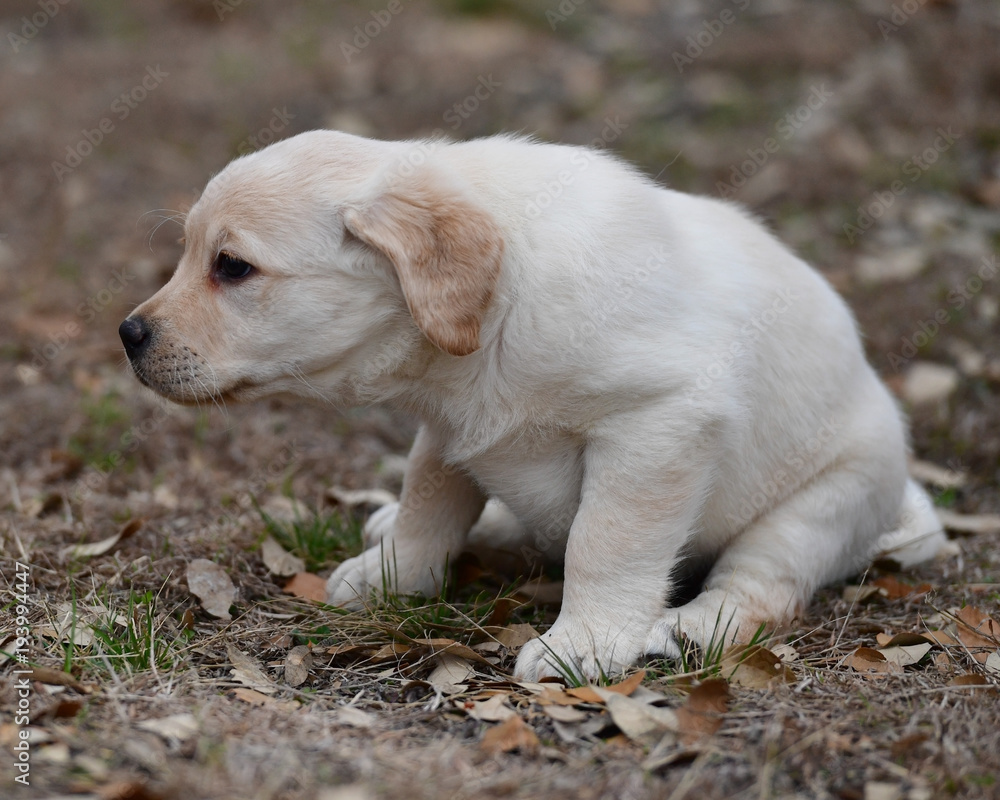 Yellow Labrador Retriever Puppy Female