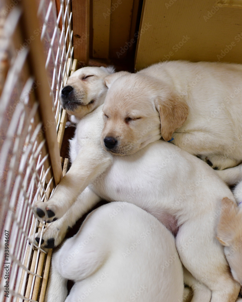 Yellow Lab Puppies Sleeping