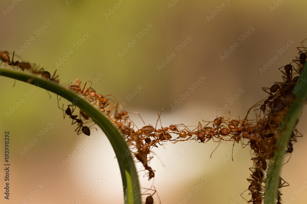 Ant action standing.Ant bridge unity team,Concept team work together ...