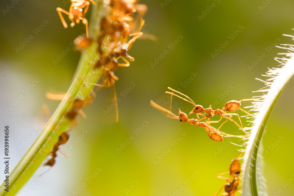 Ant action standing.Ant bridge unity team,Concept team work together ...