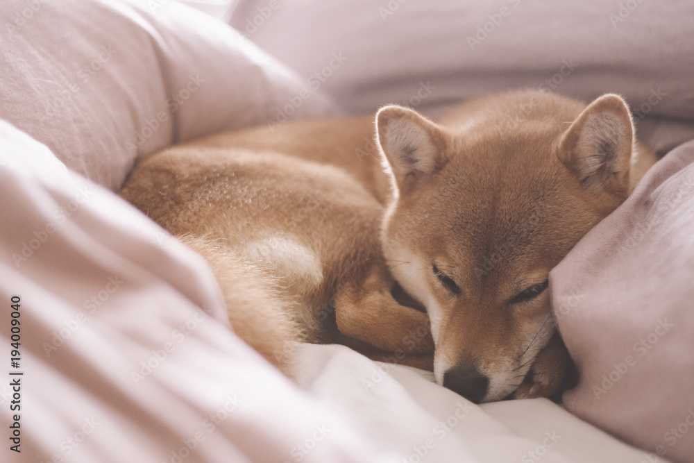 Cute shiba inu female dog with red coat sleeping in human bed with pink ...