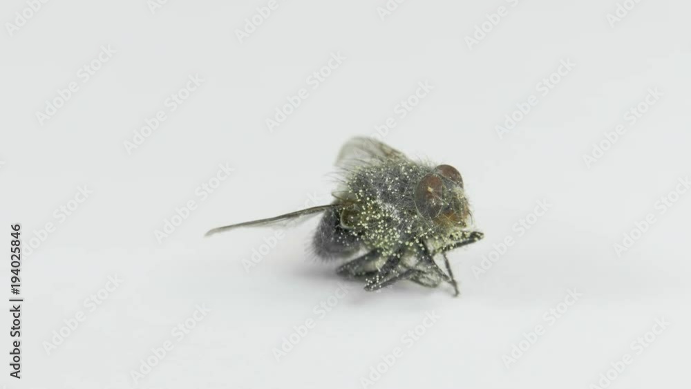 Dead fly with eggs of larva on the rotating table Stock-Video | Adobe Stock