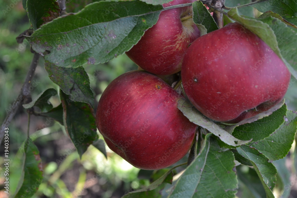 Apple. Grade Jonathan. Apples are red. Winter grade. Growing fruits ...