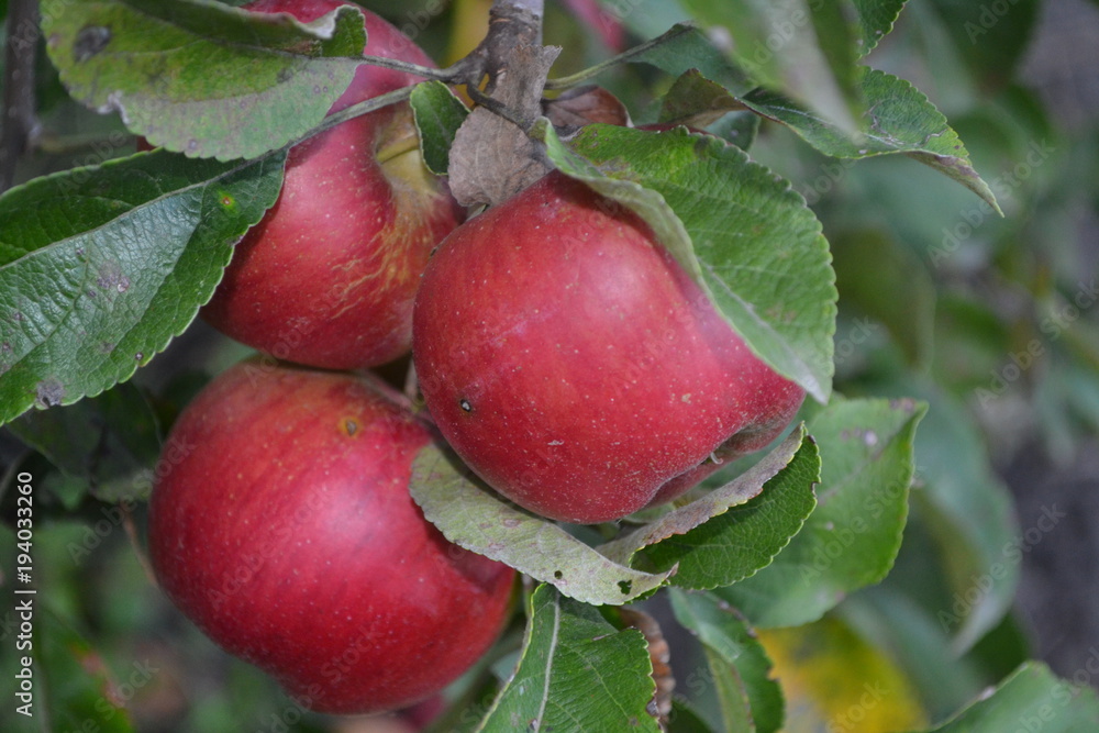 Apple. Grade Jonathan. Apples average maturity. Fruits apple on the ...