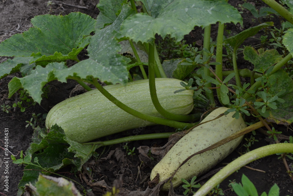 Cucurbita Pepo Leaf
