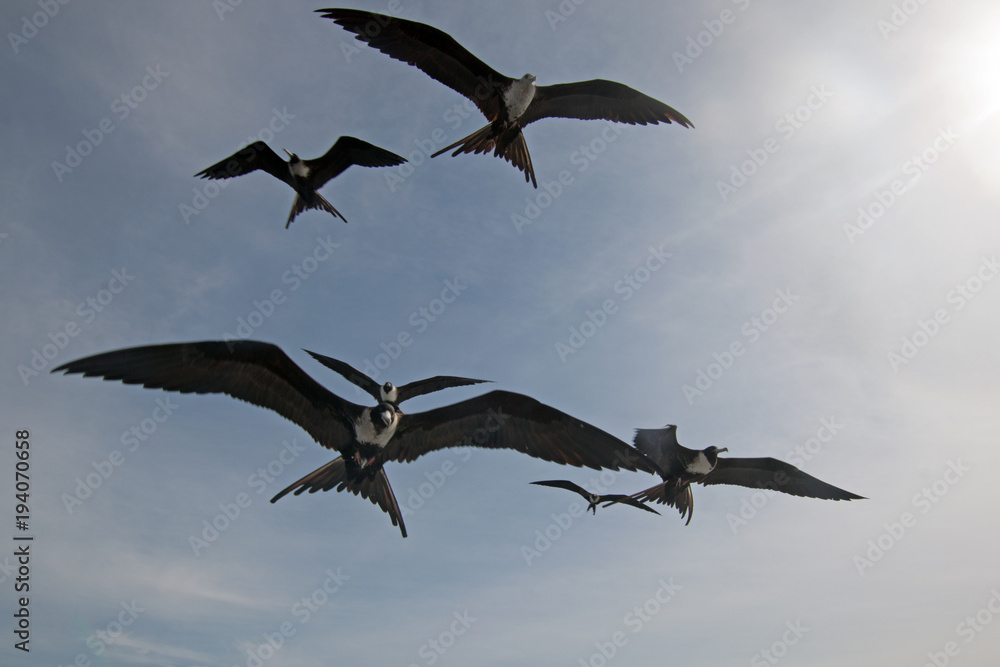 Frigate Birds soaring in Cabo San Lucas Baja California Mexico BCS ...