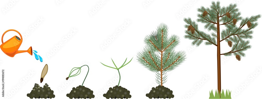 Pine tree life cycle. Plant growin from seed to mature pine tree with ...