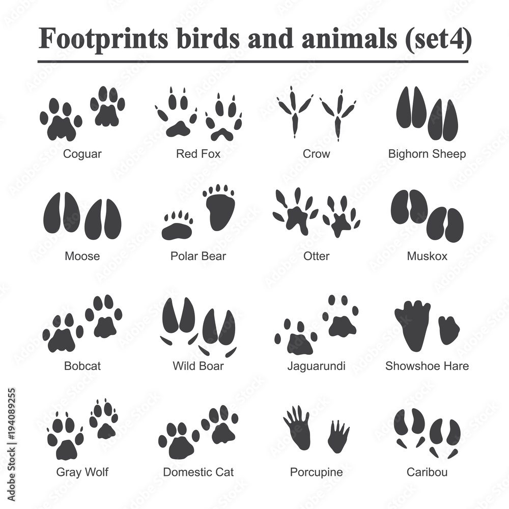 Wildlife animals and birds footprint, animal paw prints vector set ...