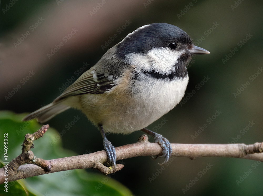 The coal tit is a passerine bird in the tit family, Paridae. It is a ...