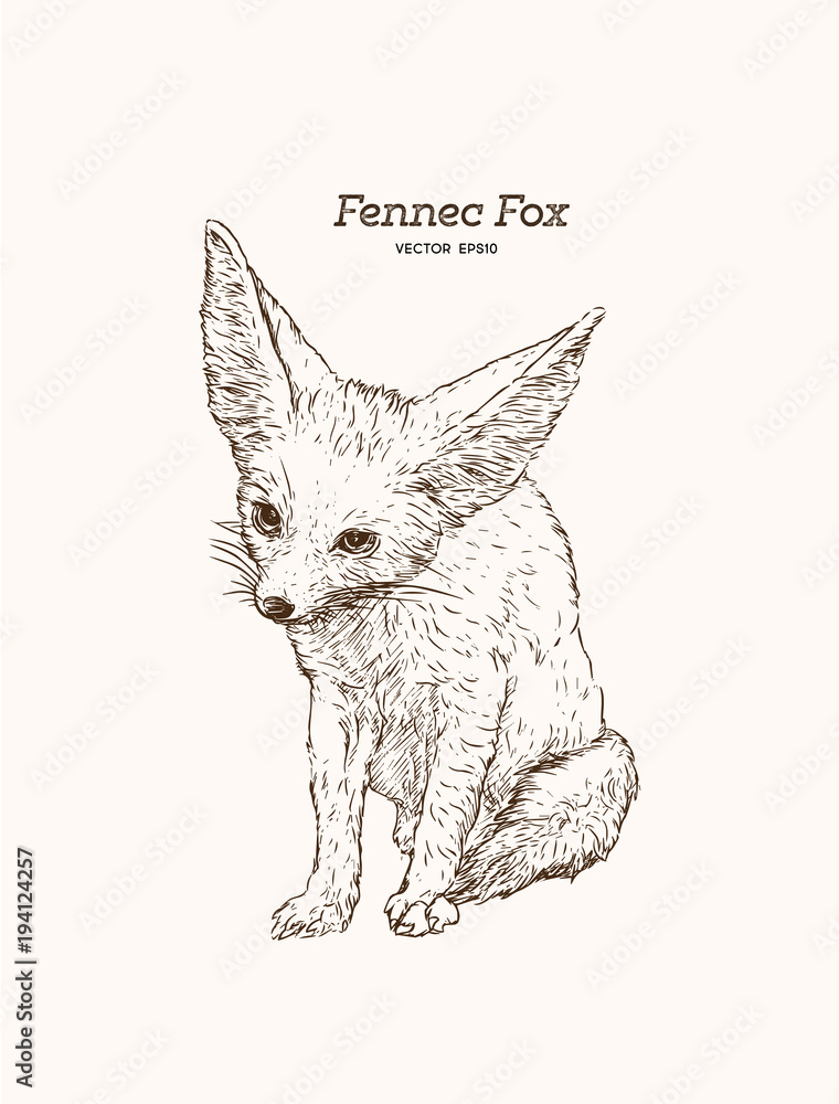 Cute Fennec Fox Drawing