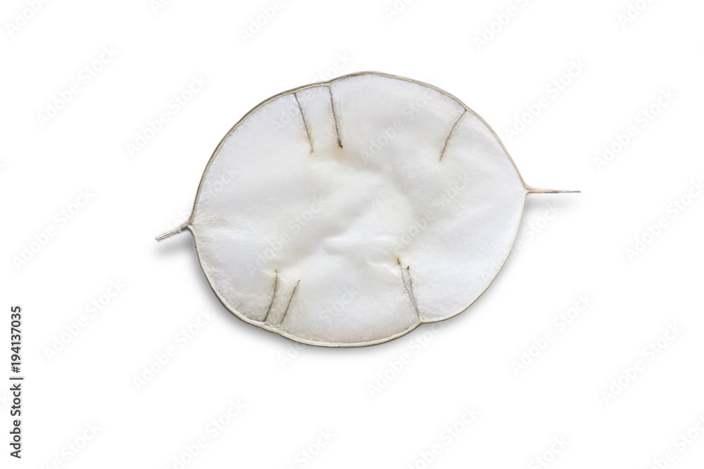 Unusual leaves with a tip. Texture of leaves isolated on white ...