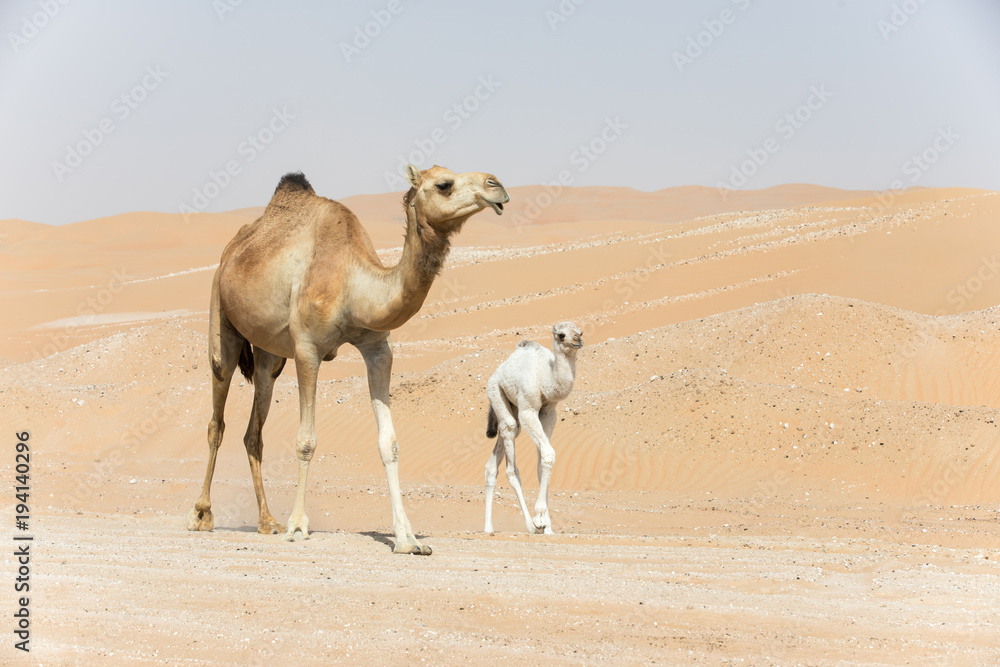 Baby Dromedary Camel