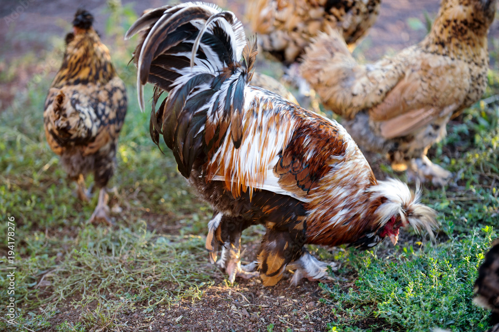 Mottled Houdan Chicken