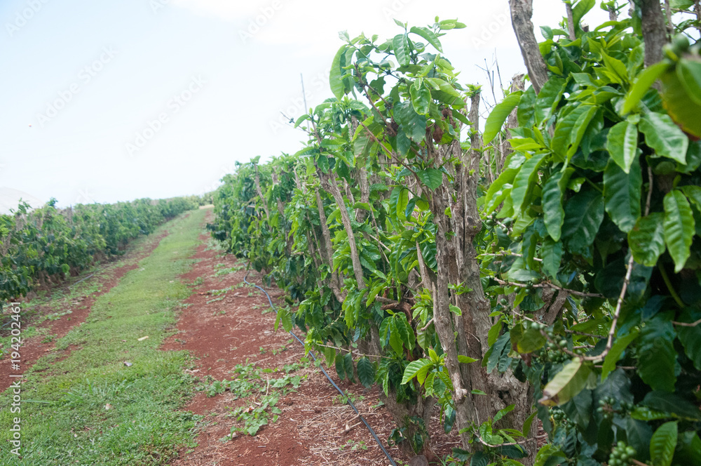 Coffee Bean Plants