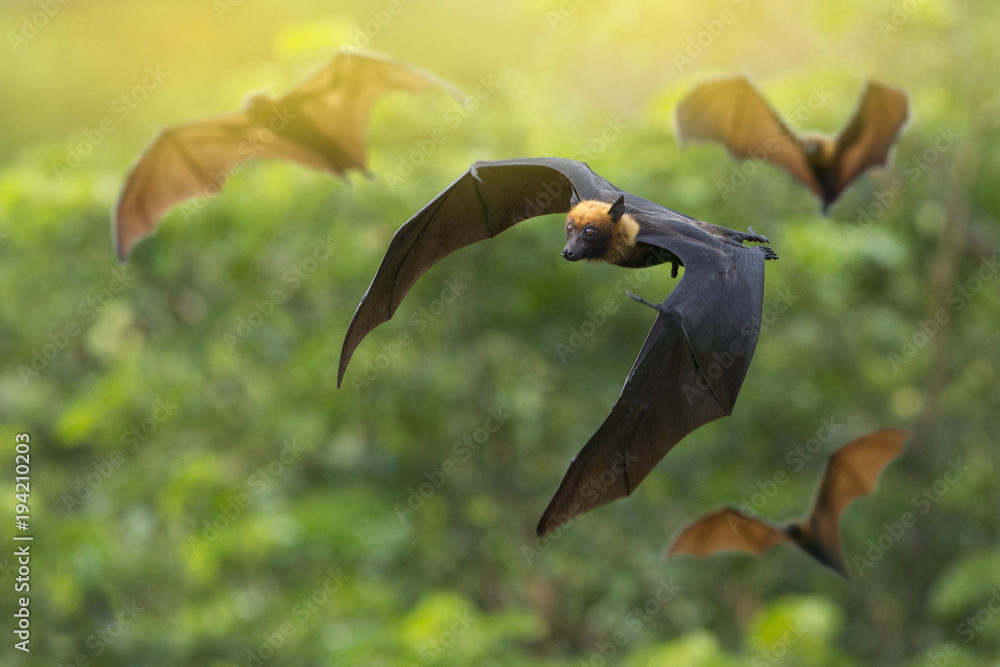 The bat flock is flying.( Lyle's flying fox) Stock 写真 | Adobe Stock