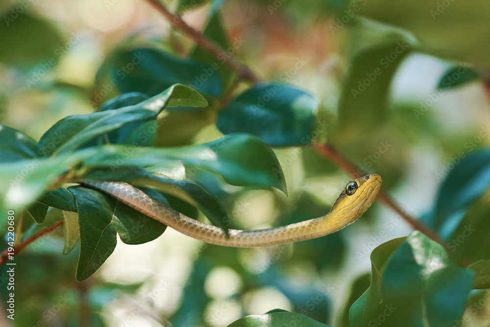 Common tree snake in bush in Queensland Australia ภาพถ่ายสต็อก | Adobe ...