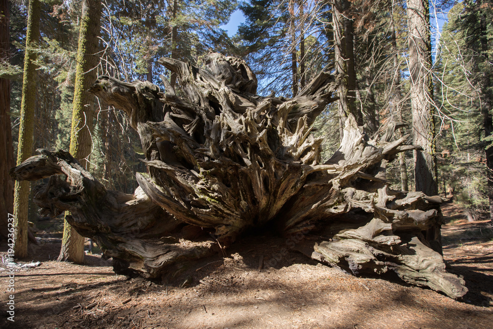 sequoia trees,roots,sequoia roots,dyed sequoia,dyed trees,big,huge ...