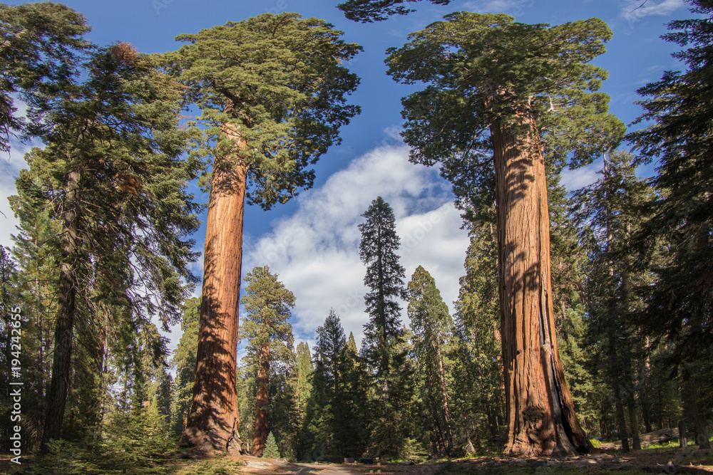 Sequoias,Sequoia,Sequoia National Park,Sequoia trees,Red Wood, Giant ...